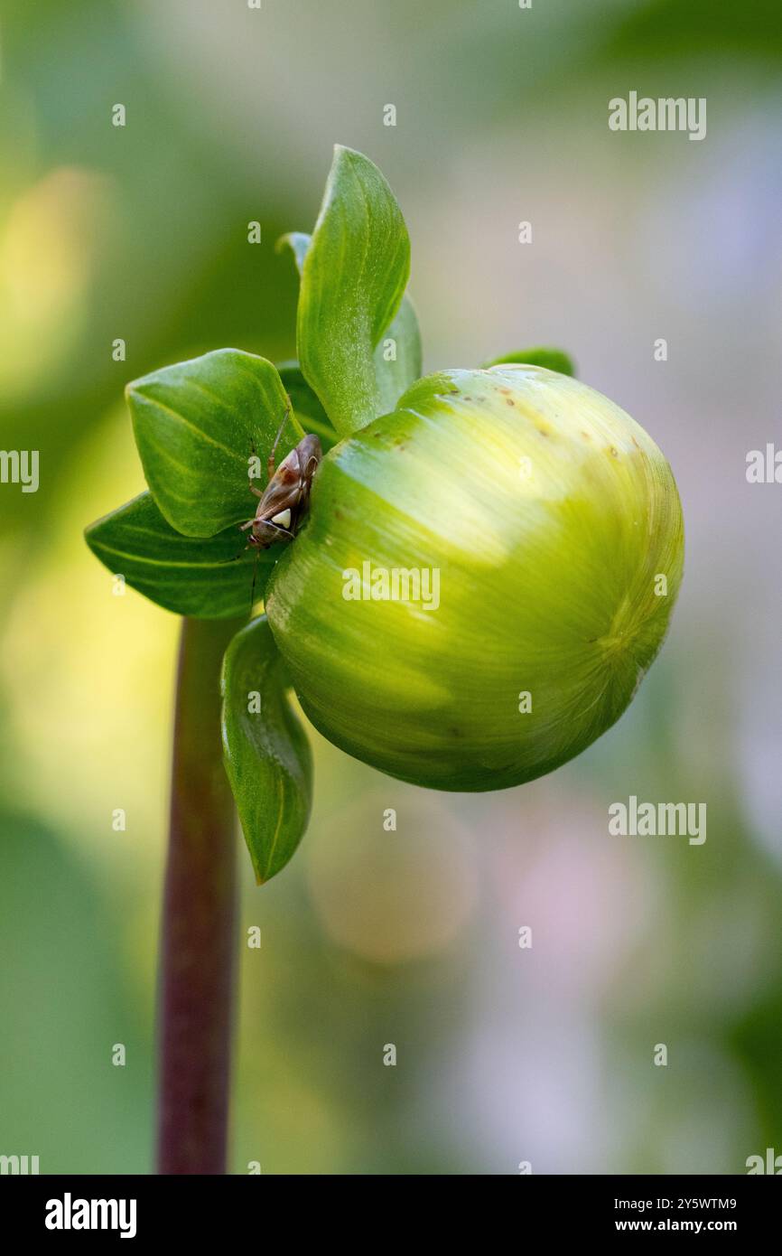 Tarnished plant bug. Symptoms of feeding result in injury to flower ...