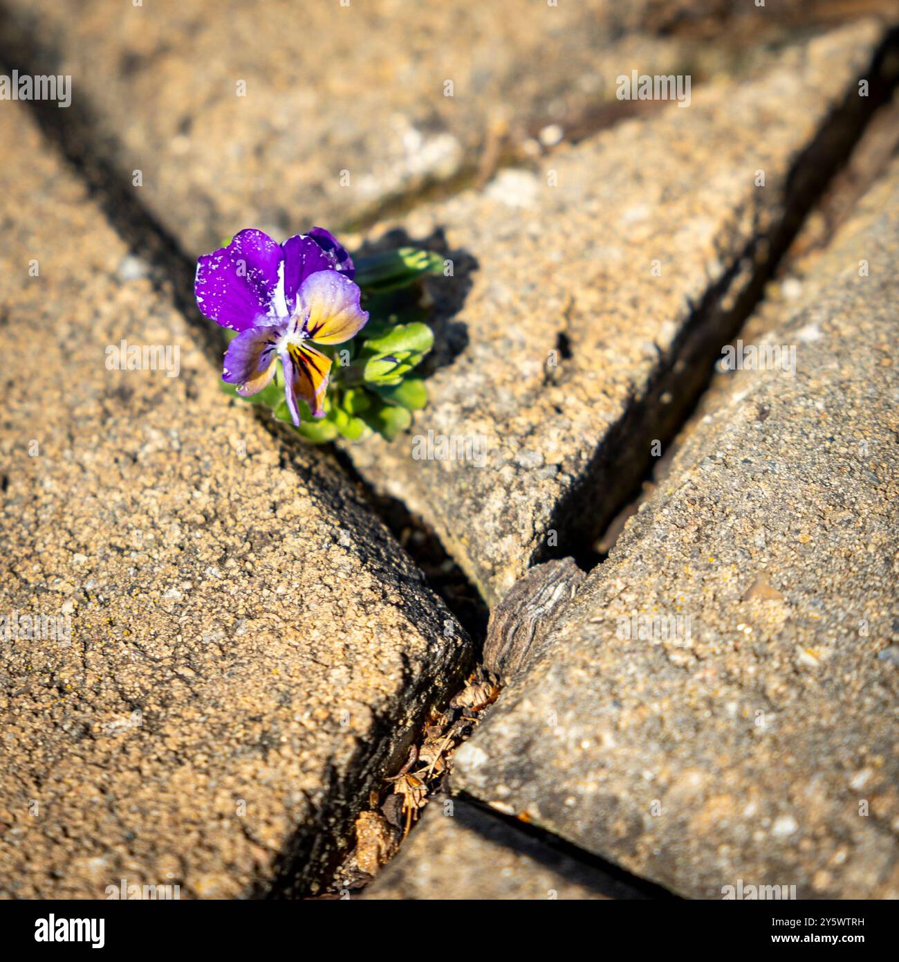 A single purple flower growing between the cracks of a stone pavement ...