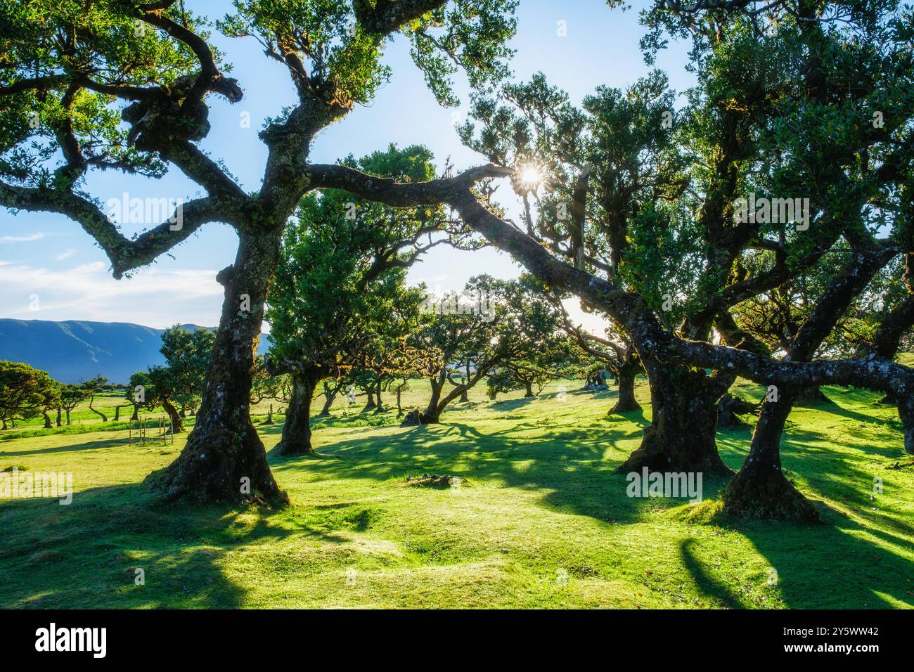 Fanal forest trees on Madeira island, Portugal Stock Photo - Alamy