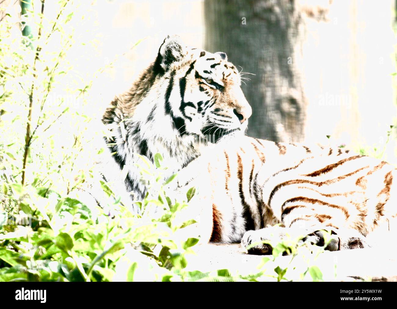 Amur tiger park hi-res stock photography and images - Alamy