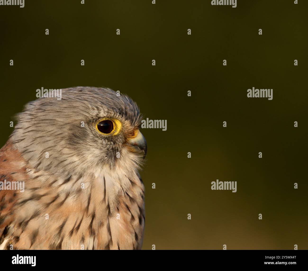 Male Kestrel (Falco tinnunculus Stock Photo - Alamy