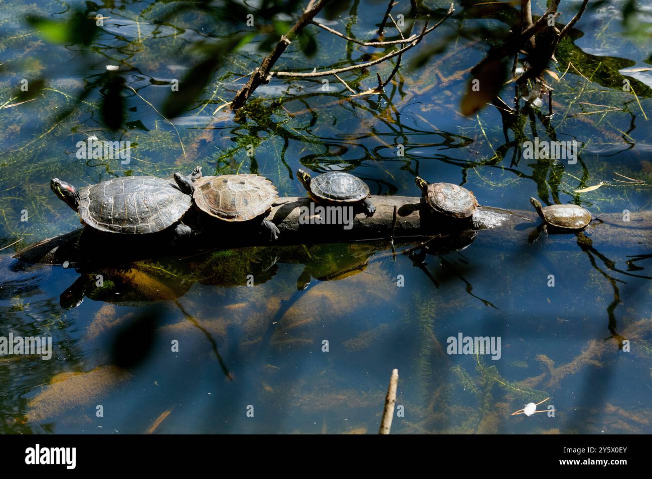 Four freshwater turtles hi-res stock photography and images - Alamy