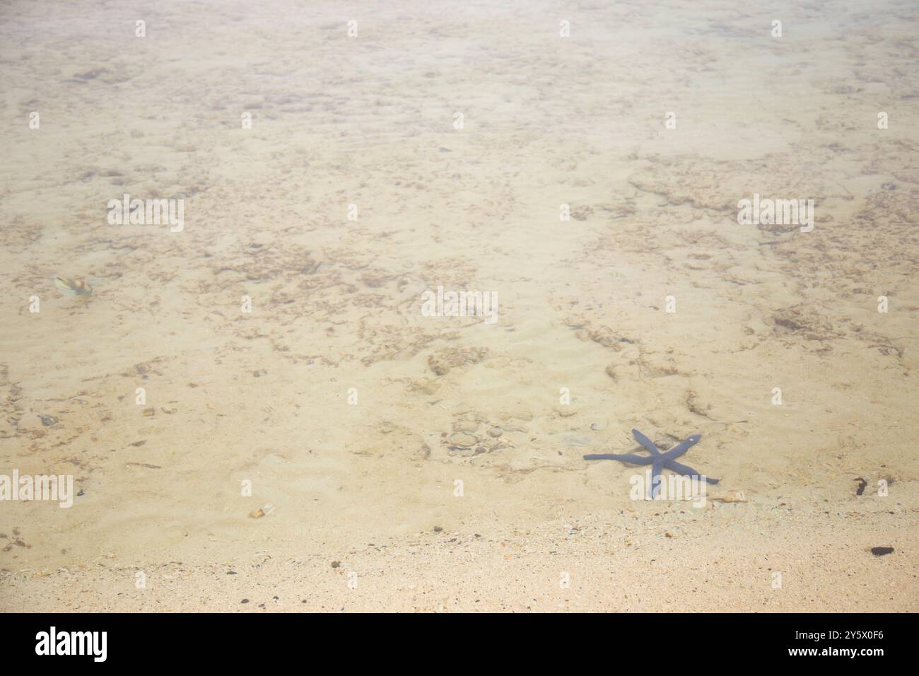 Starfish resting on the sandy seabed in shallow clear water, Titikaveka ...
