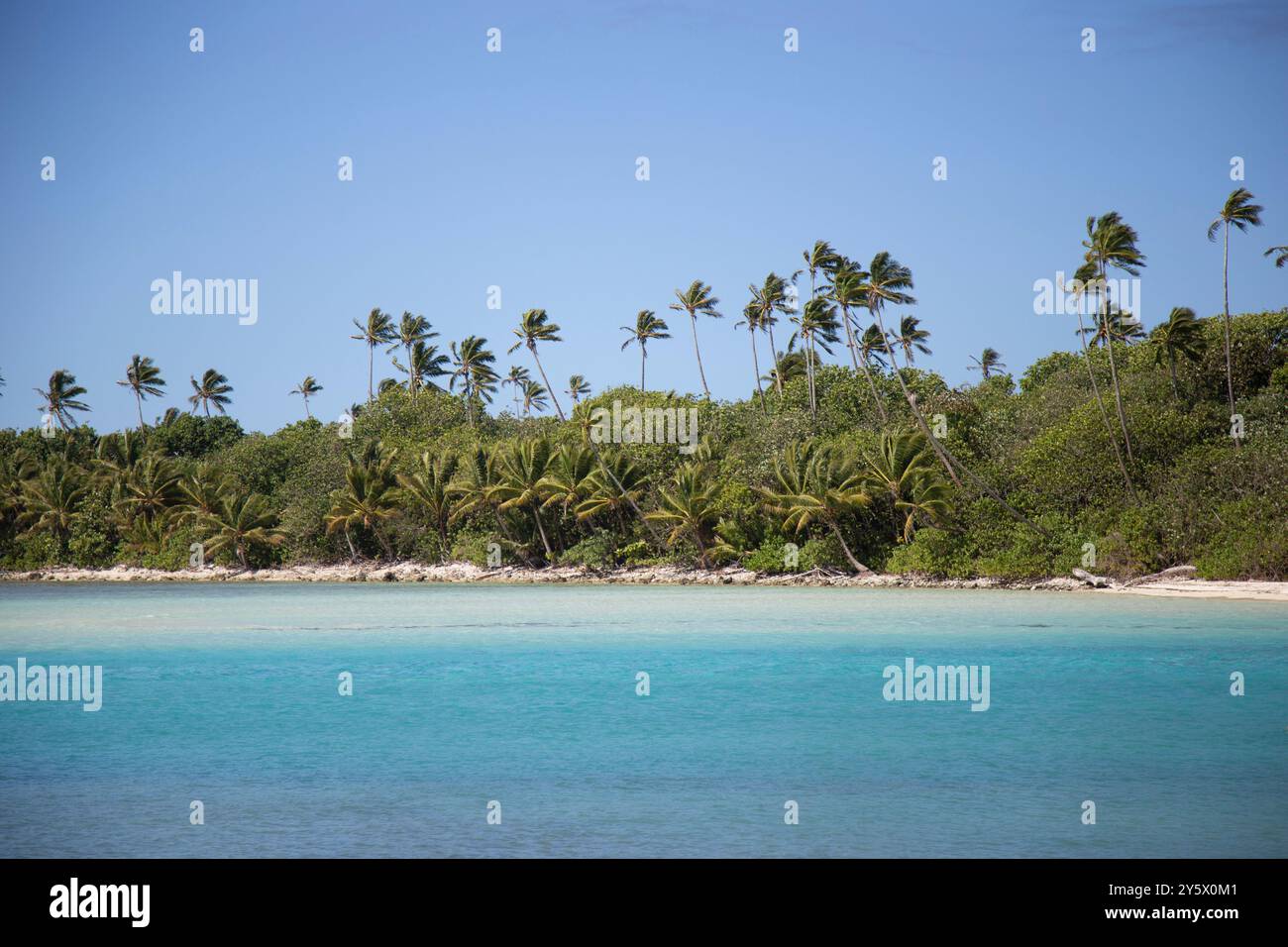 Palm trees on a tropical island beach with clear blue water, Titikaveka ...