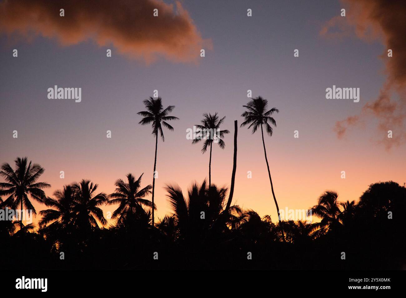 Silhouetted palm trees against a vibrant sunset sky, Titikaveka ...