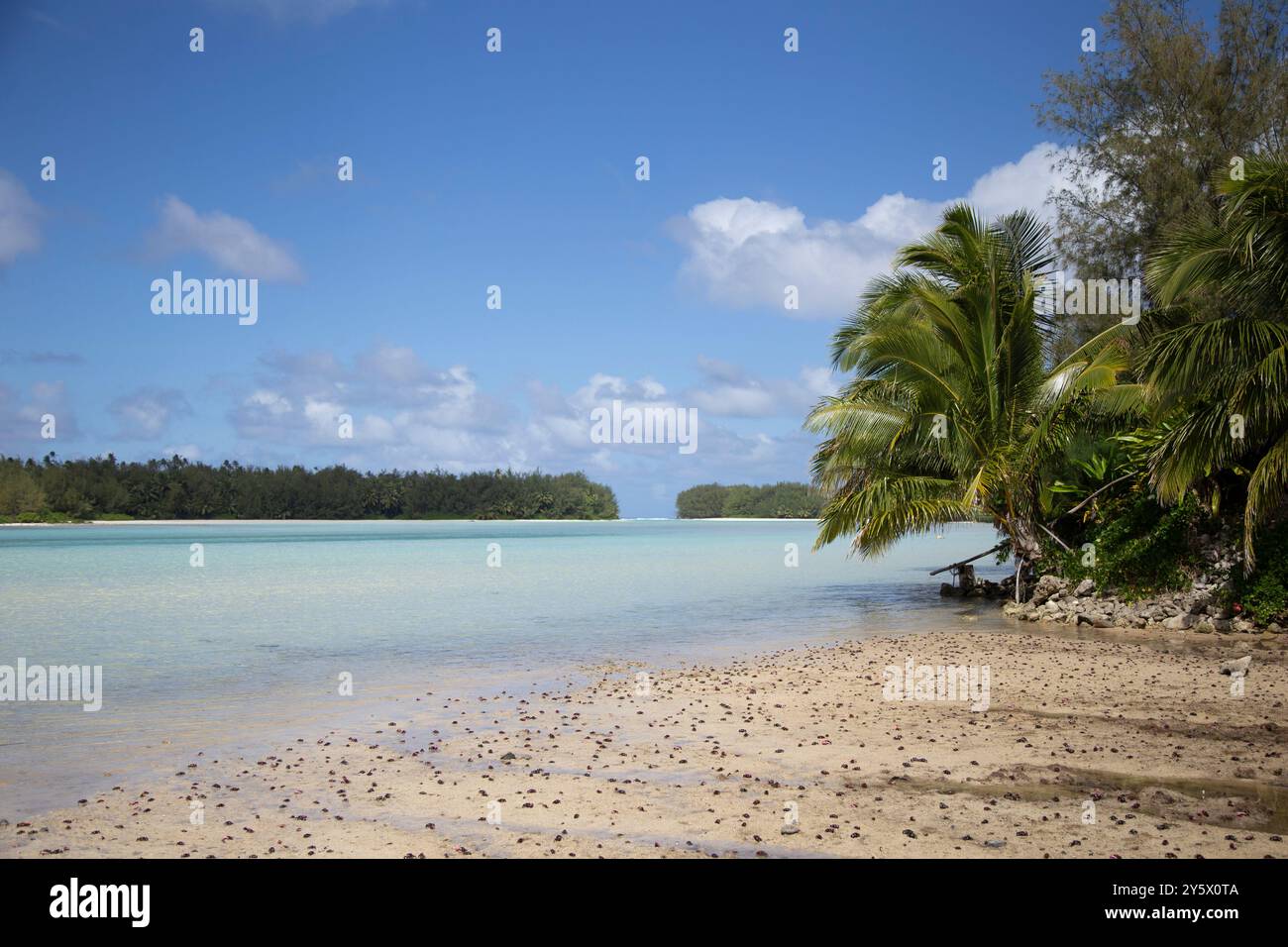 Serene tropical beach with clear blue waters, palm trees, and sandy ...