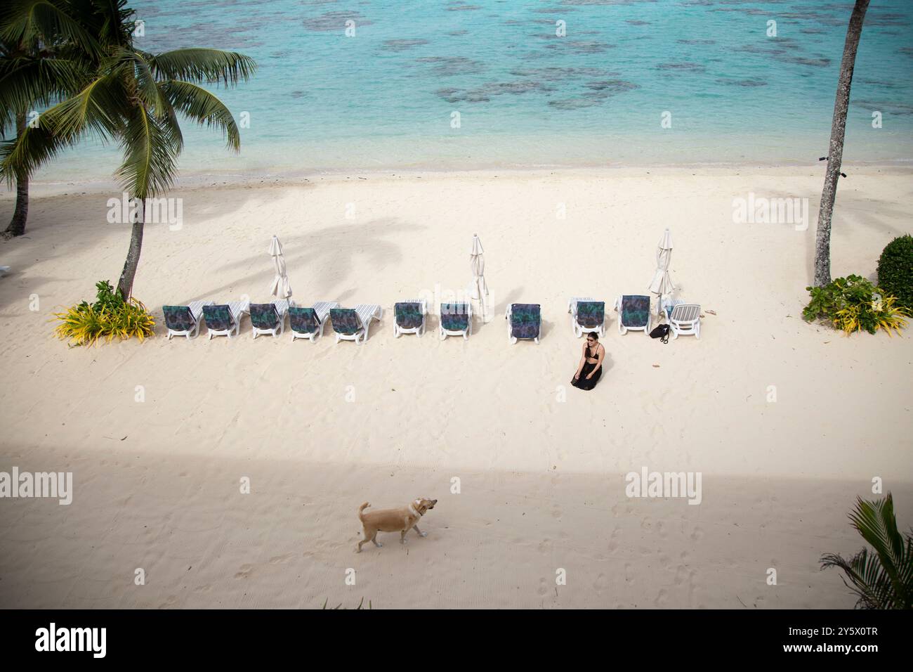 Aerial view of a sandy beach with a person and a stray dog near sun ...