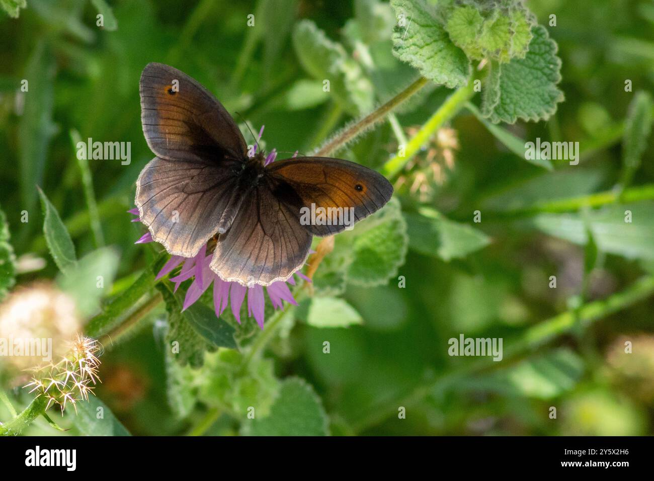Maniola jurtina hispulla hi-res stock photography and images - Alamy