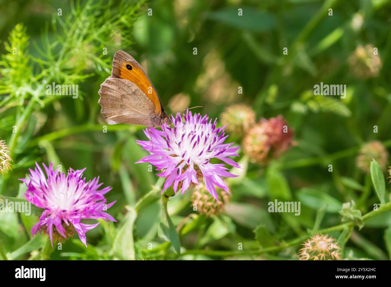 Maniola jurtina hispulla hi-res stock photography and images - Alamy