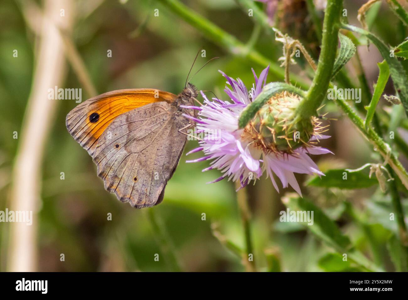 Maniola jurtina hispulla hi-res stock photography and images - Alamy