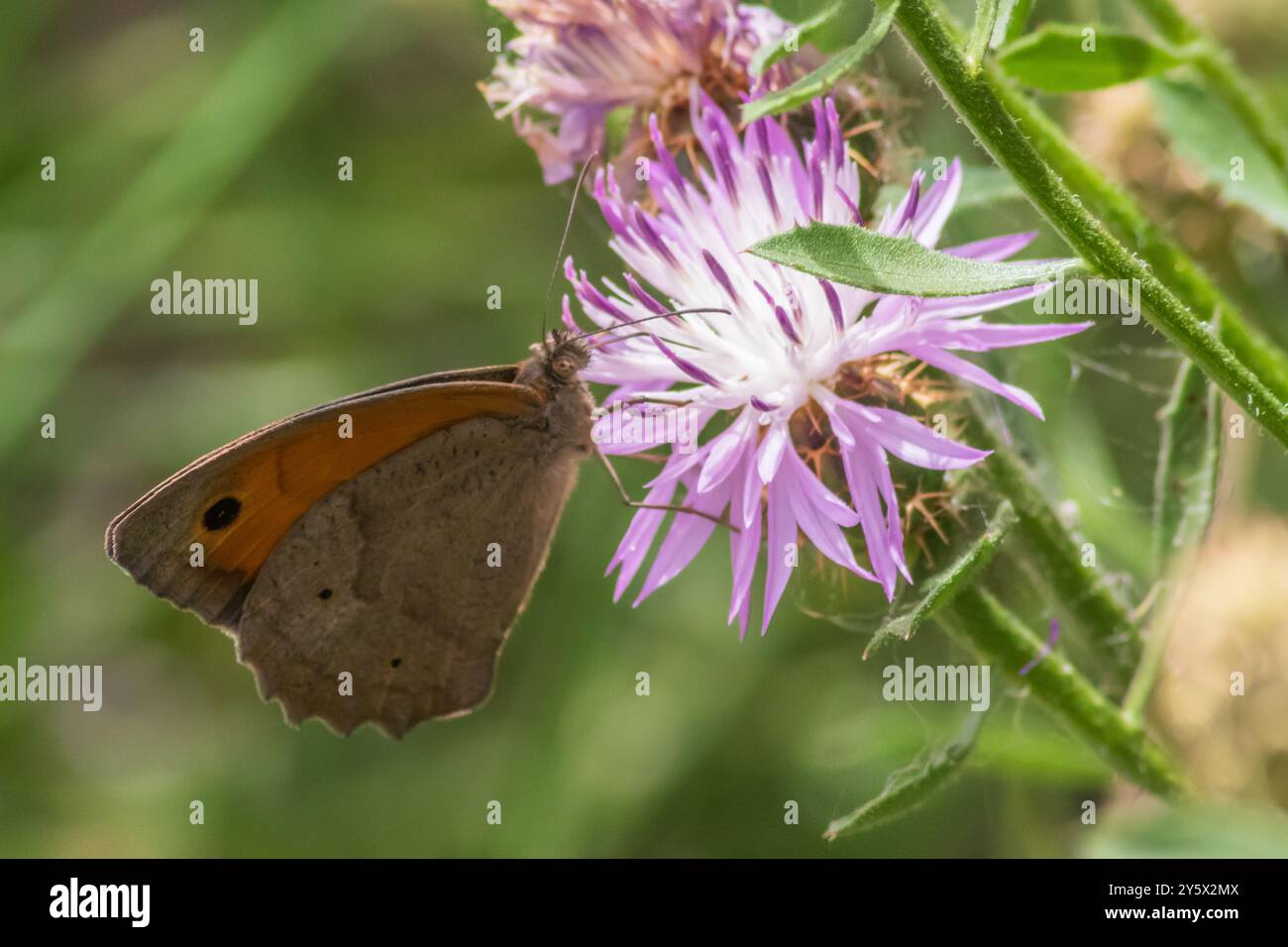 Maniola jurtina hispulla hi-res stock photography and images - Alamy