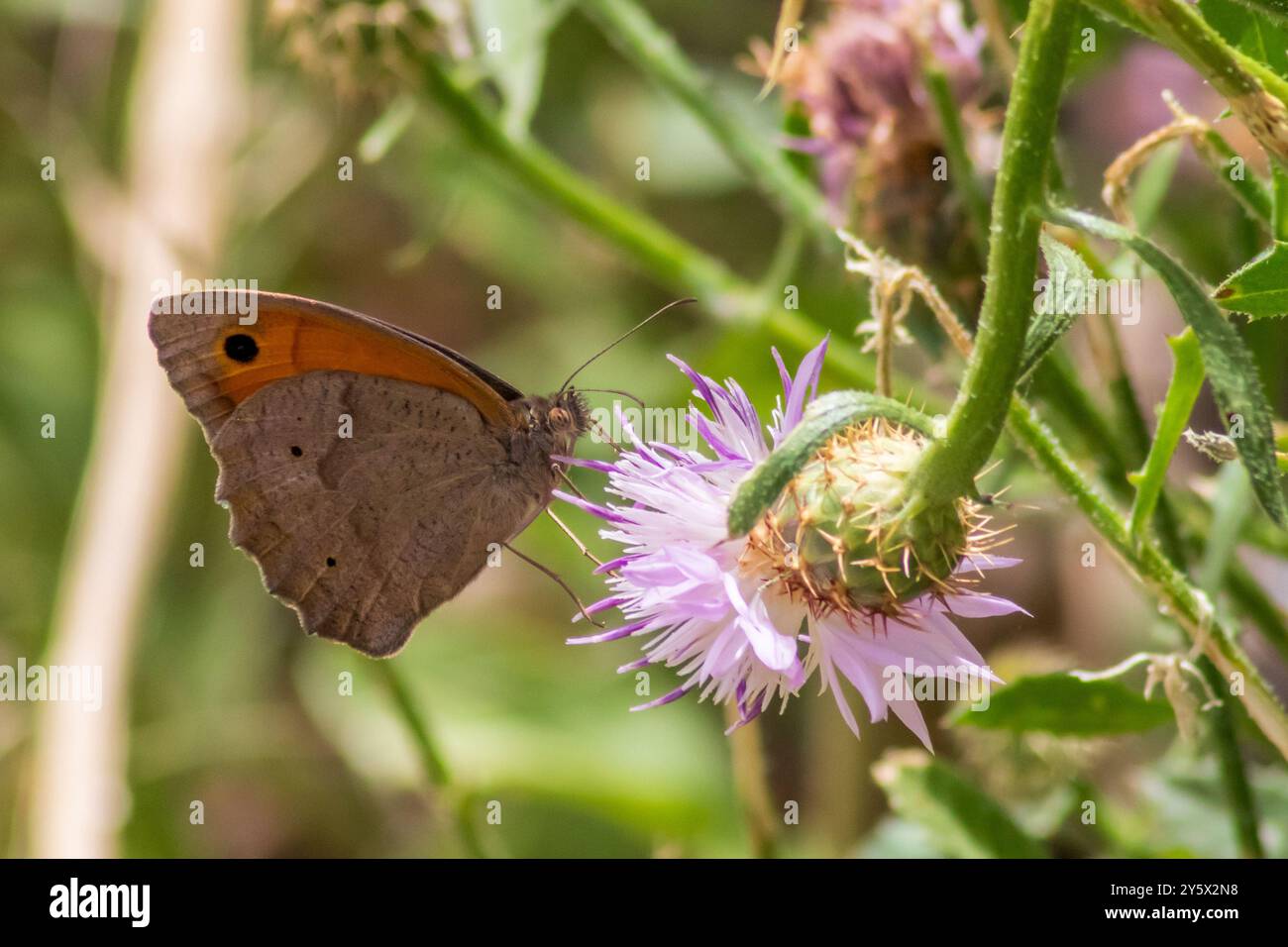Maniola jurtina hispulla hi-res stock photography and images - Alamy