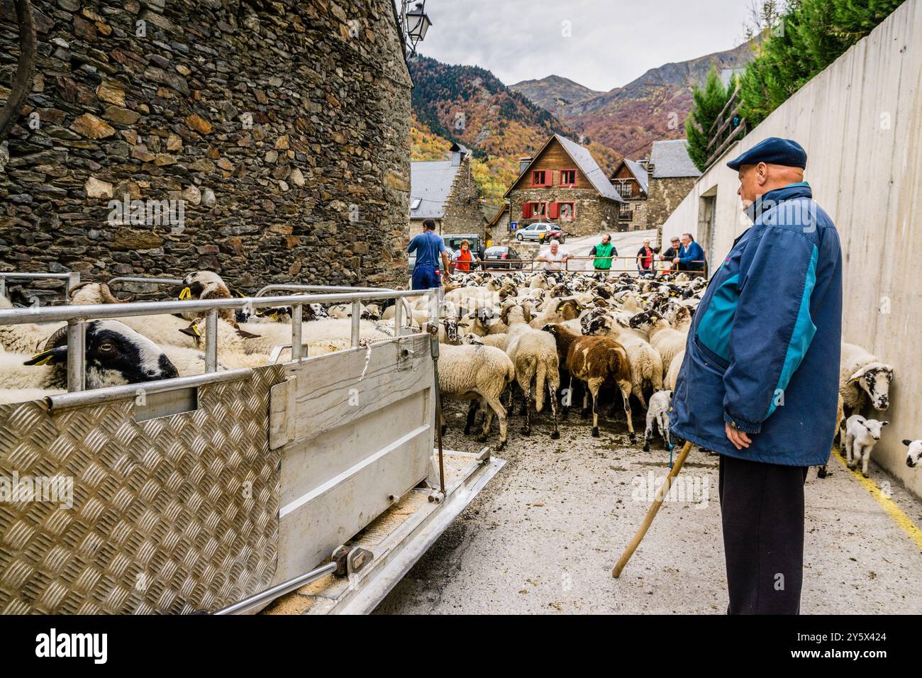 collection of a herd of Aranese sheep, Bausen, Aran valley, catalunya ...