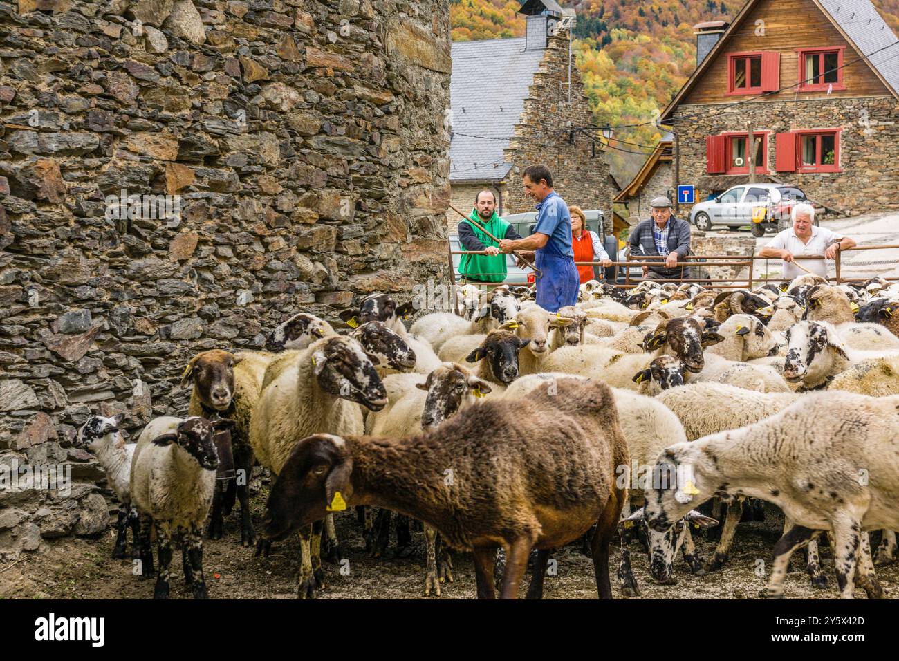 collection of a herd of Aranese sheep, Bausen, Aran valley, catalunya ...