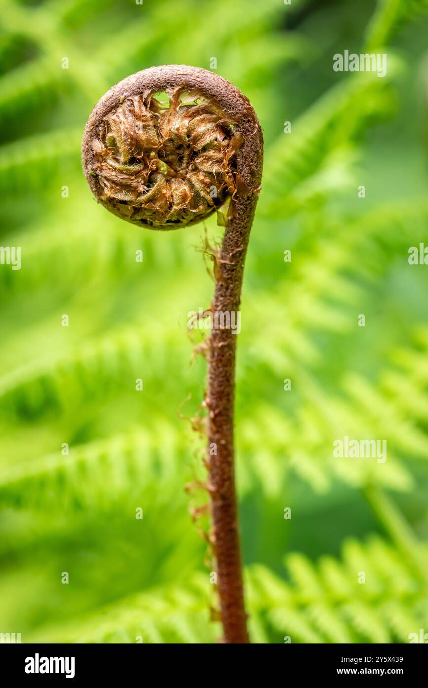 Frond of a Fern, Nymans NT, Handcross, West Sussex, England, UK Stock ...