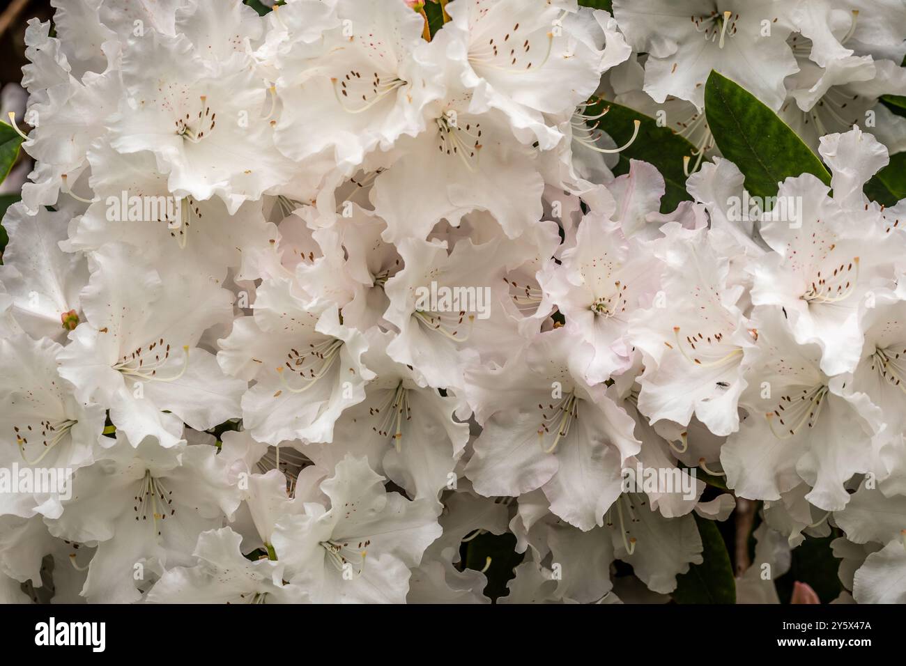 Great White Rhododendron, Nymans NT, Handcross, West Sussex, England ...