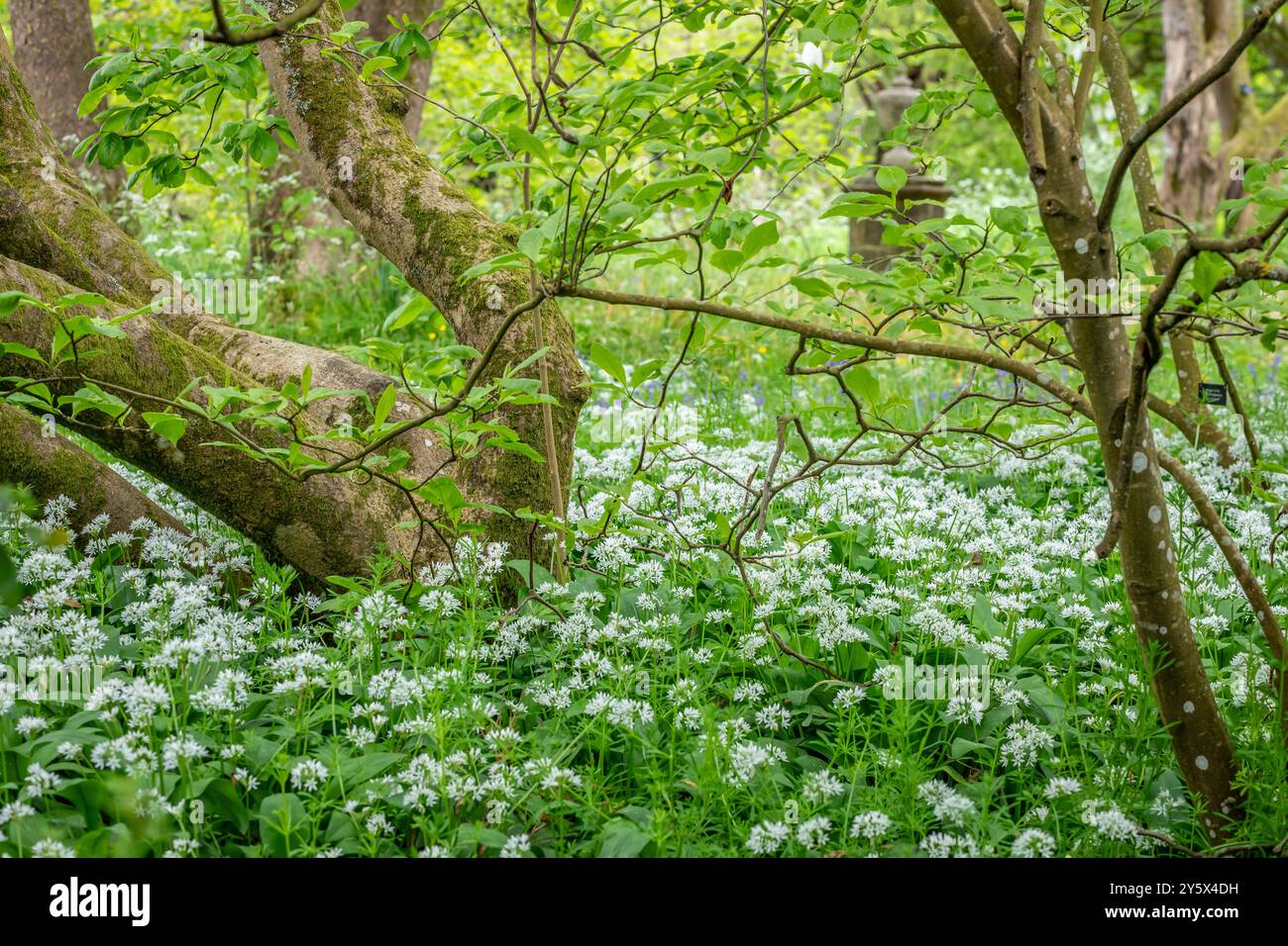 Wild Garlic (Alium Ursinum), Nymans NT, Handcross, West Sussex, England ...
