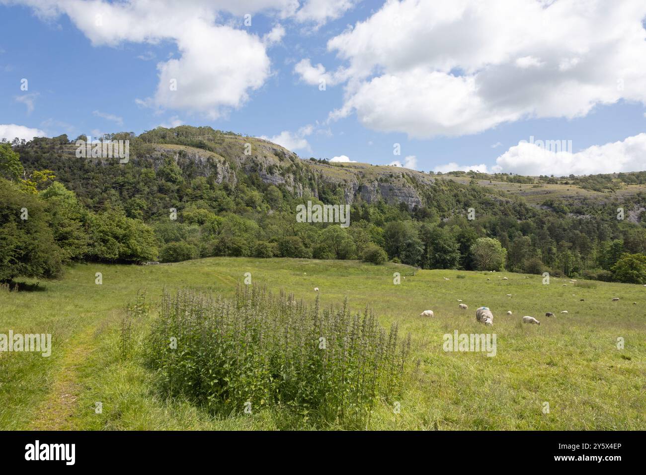 Whitbarrow Scar viewed from near Witherslack Hall Witherslack ...
