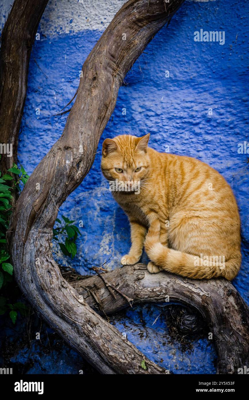 cat in a blue alley, Chefchauen, -Chauen-, Morocco, north of Africa ...