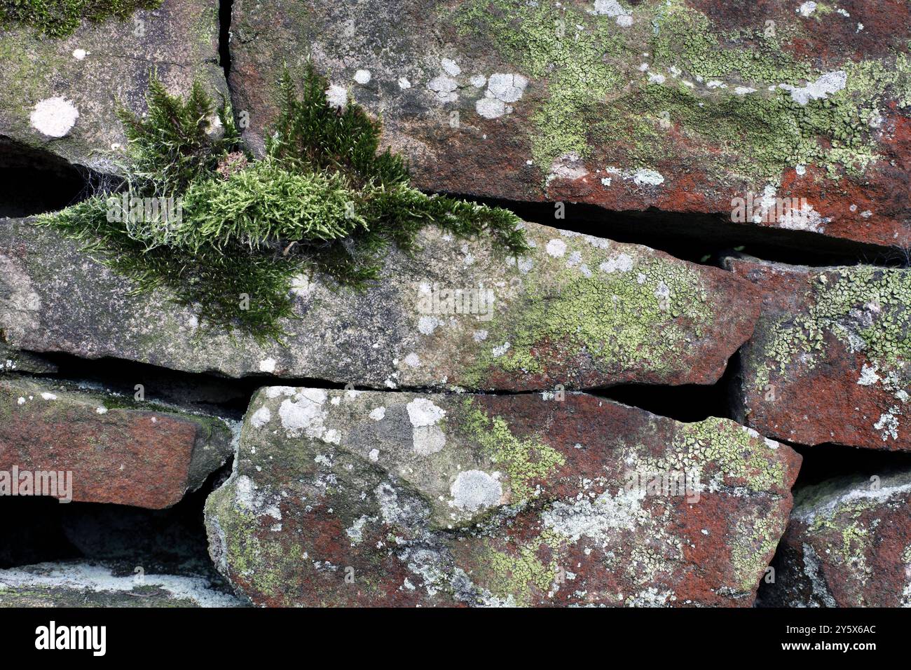 Moss and lichens growing on a dry stone wall in West Yorkshire Stock ...