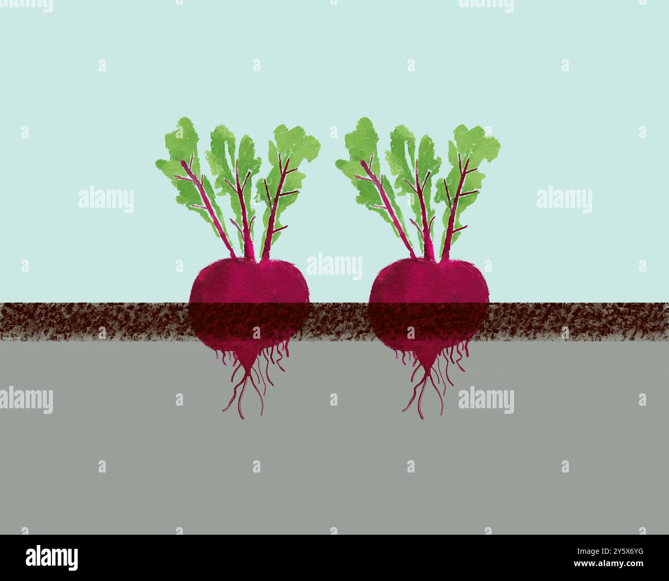 Two beetroots with green tops and extensive roots against a two-tone ...