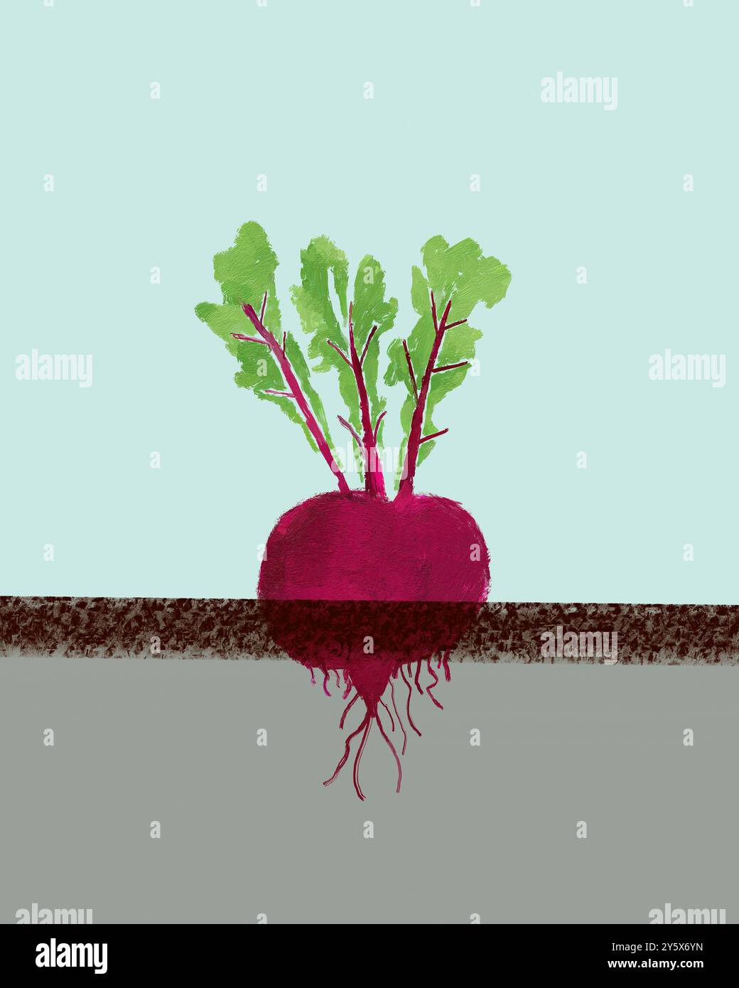 Illustrated beetroot with leaves and roots showing above and below ...