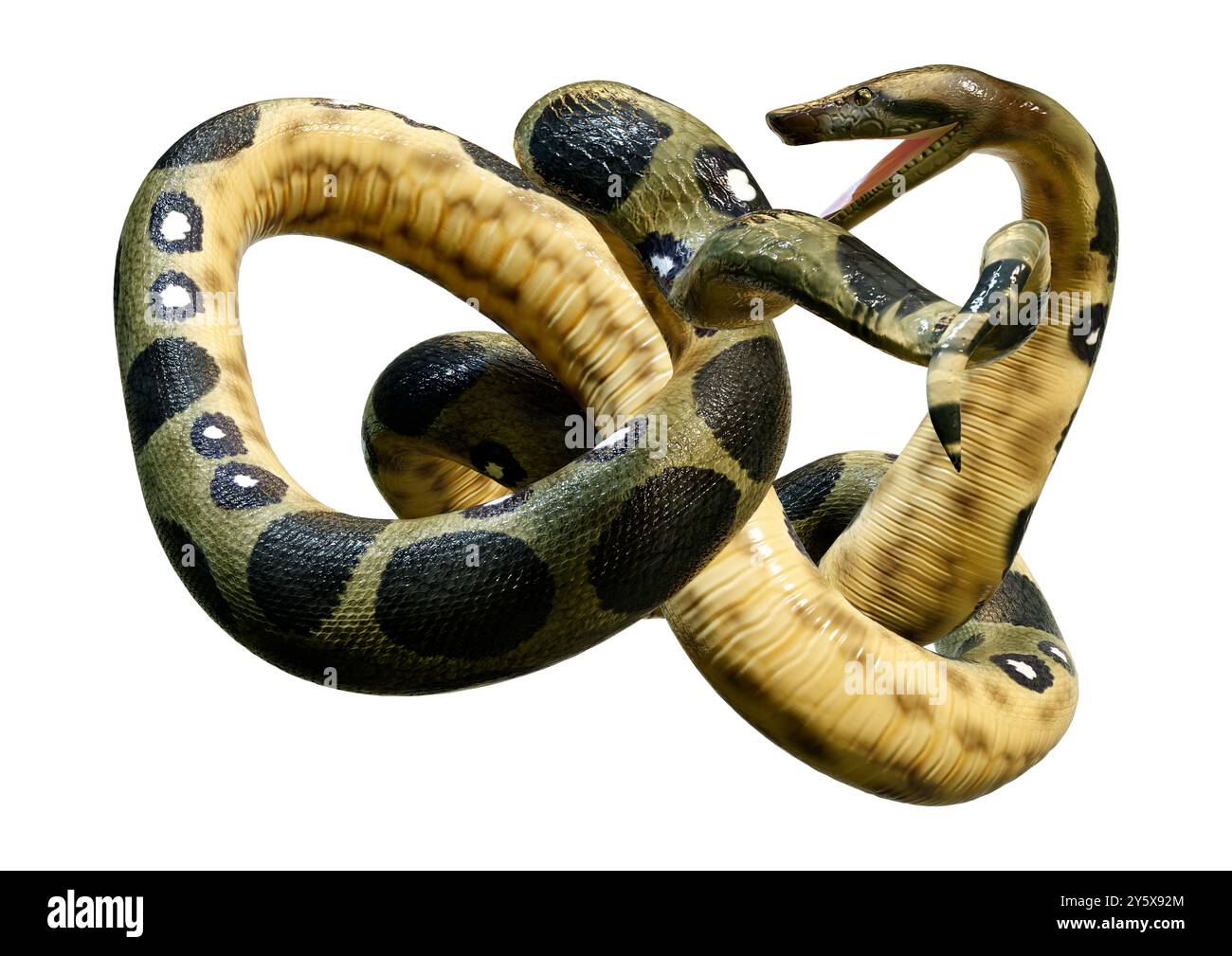 3D rendering of a green anaconda or Eunectes murinus or common anaconda ...