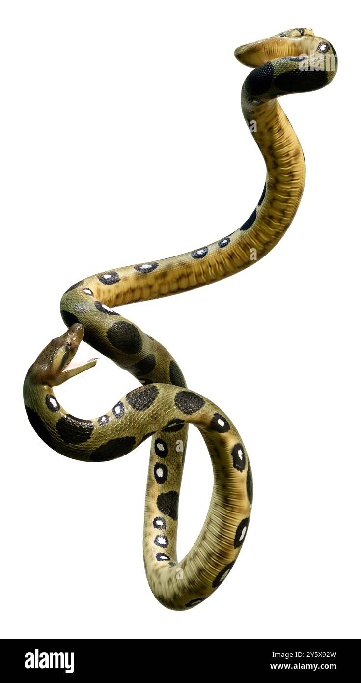 3D rendering of a green anaconda or Eunectes murinus or common anaconda ...