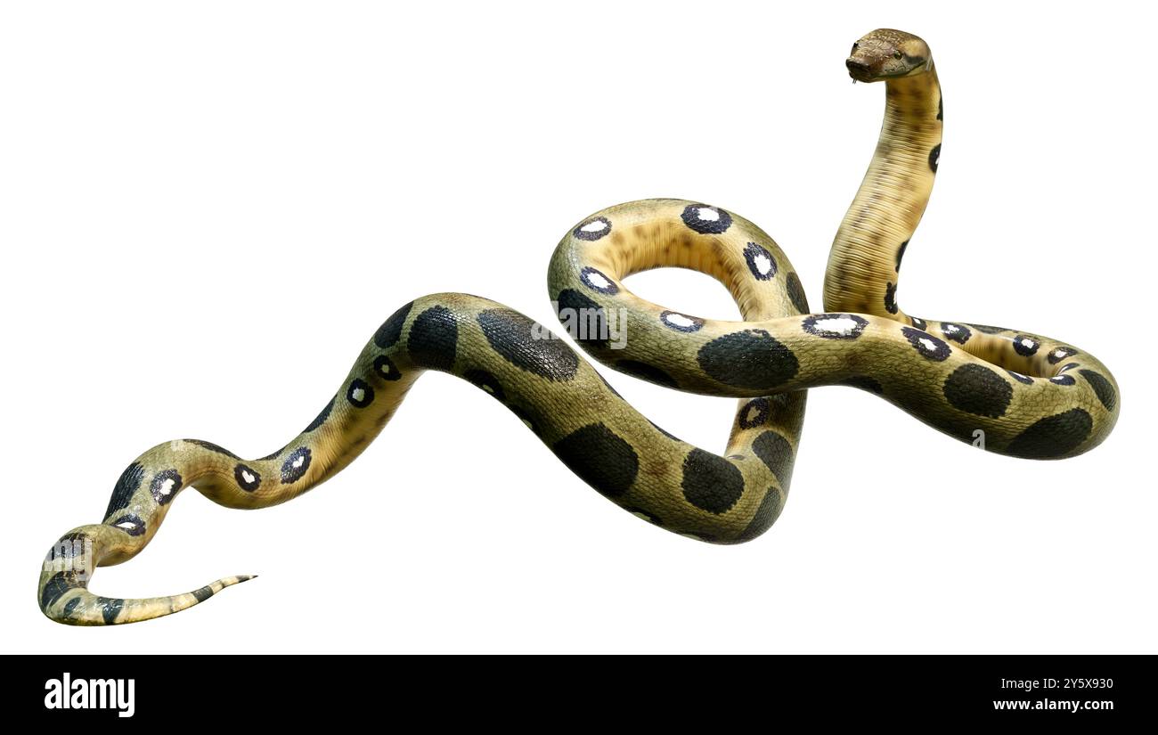 3D rendering of a green anaconda or Eunectes murinus or common anaconda ...