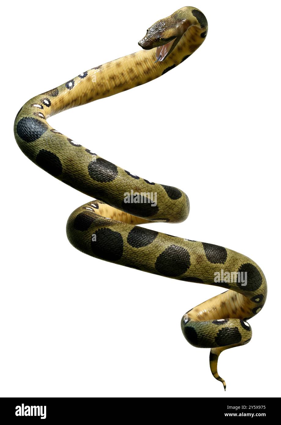3D rendering of a green anaconda or Eunectes murinus or common anaconda ...