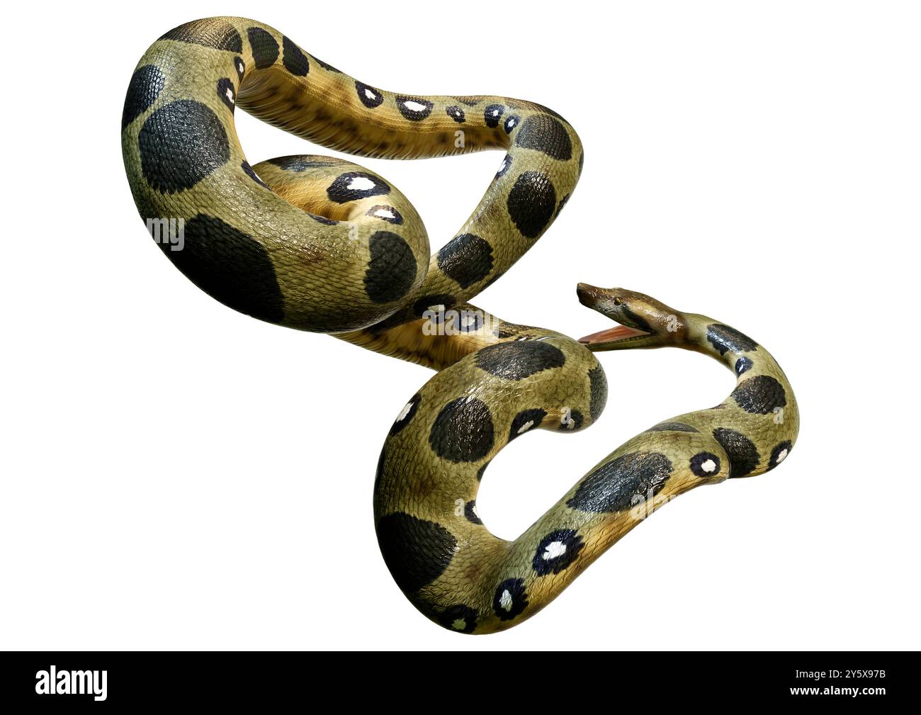 3D rendering of a green anaconda or Eunectes murinus or common anaconda ...