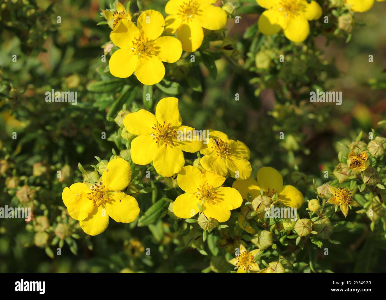 Potentilla fruticosa in the garden hi-res stock photography and images ...