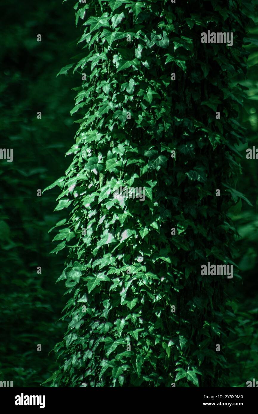 Deciduous forest. Tree trunk entwined with ivy. Green leafy background ...