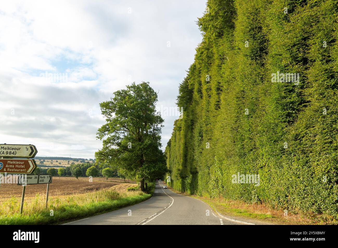 Beech hedge trees hi-res stock photography and images - Alamy