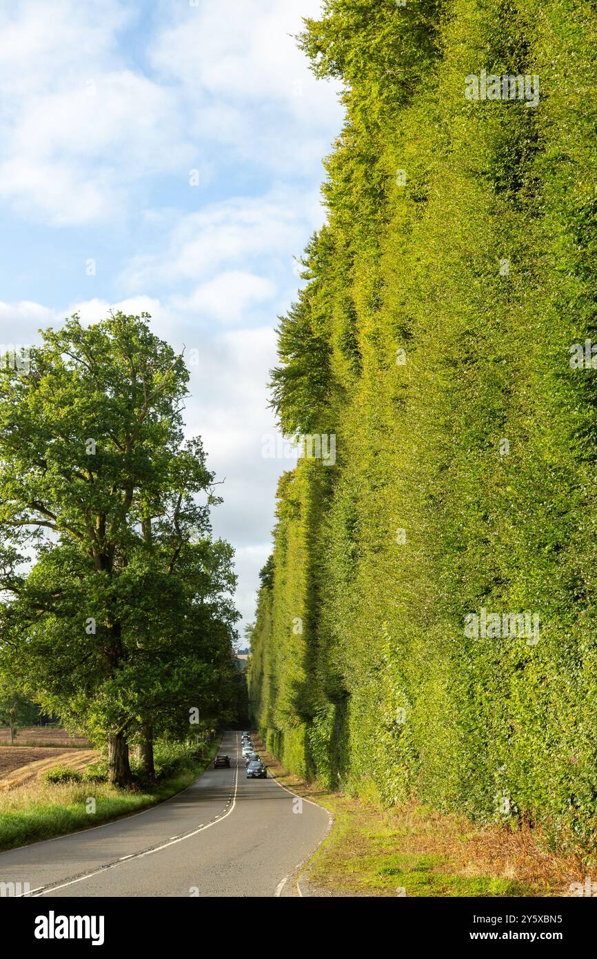 Beech hedge trees hi-res stock photography and images - Alamy