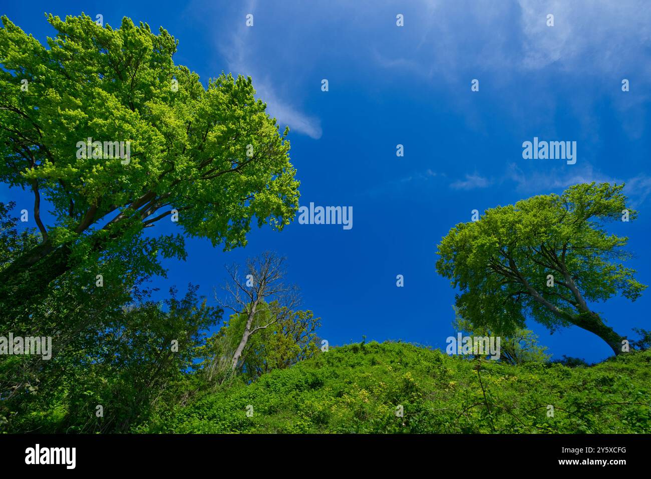Green rise hi-res stock photography and images - Alamy