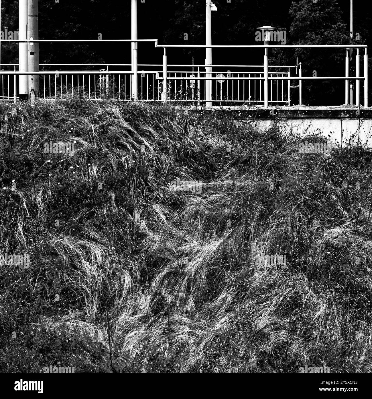Black and white exposure of windblown grassland with a swirled pattern ...
