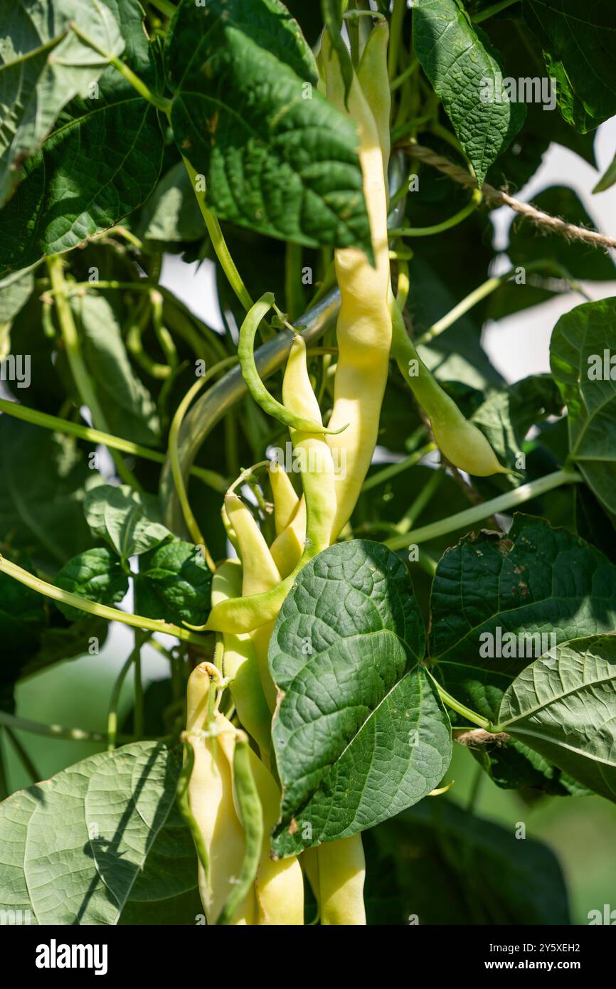 Yellow dwarf beans hi-res stock photography and images - Alamy