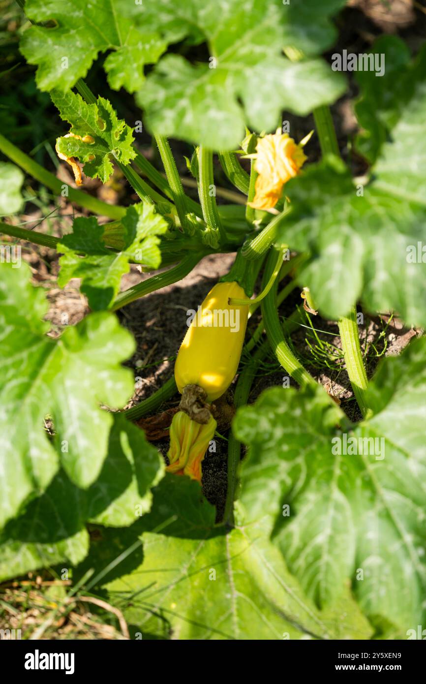 Zucchini grown in field organic hi-res stock photography and images - Alamy