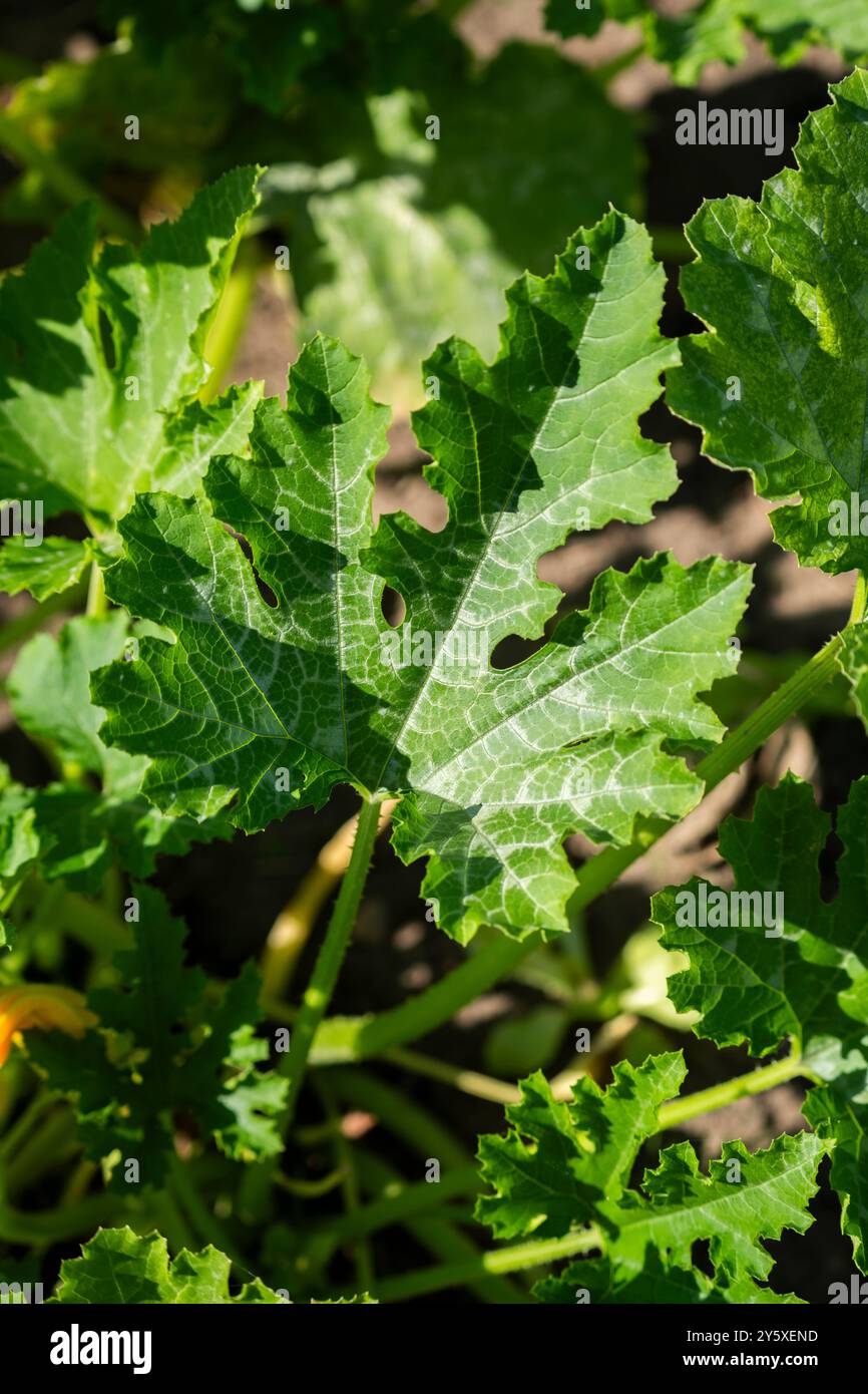 Zucchini grown in field hi-res stock photography and images - Alamy
