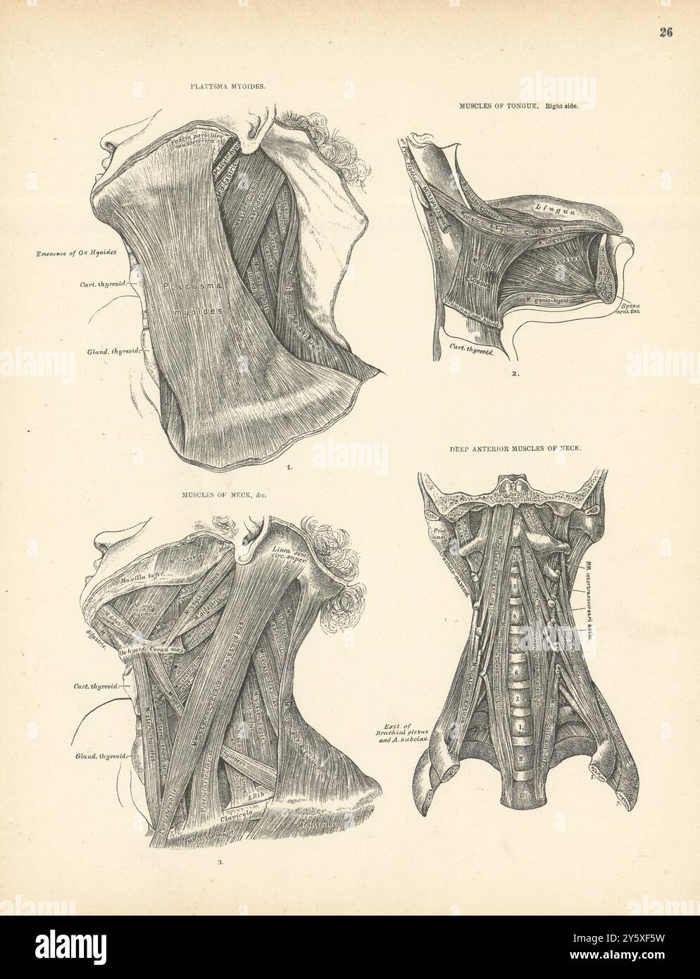 Anatomy. Platysma Myoides, Tongue, Neck, Deep Anterior Neck Muscles ...