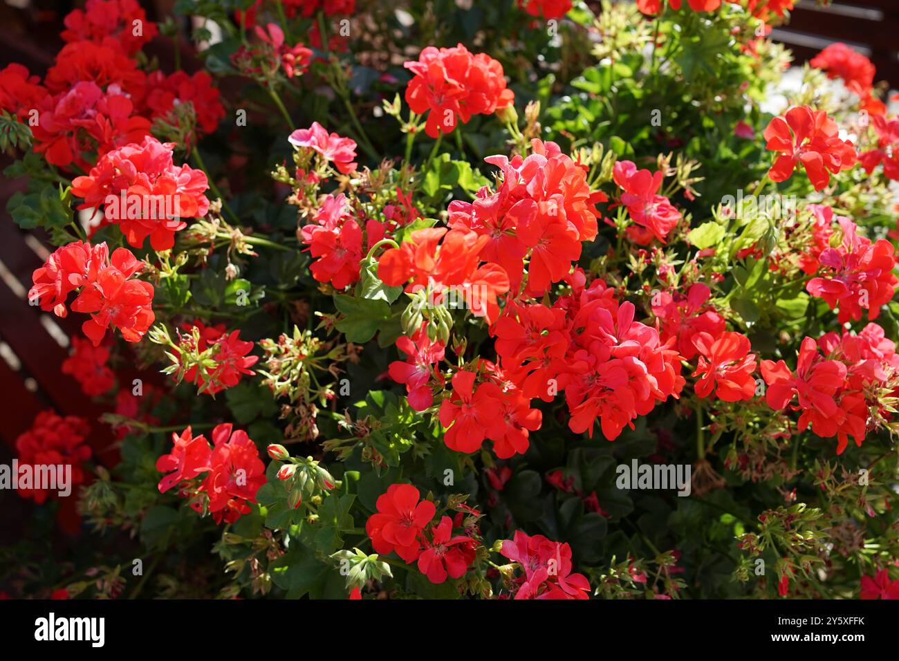 Bright red geranium flowers under the sun Stock Photo - Alamy