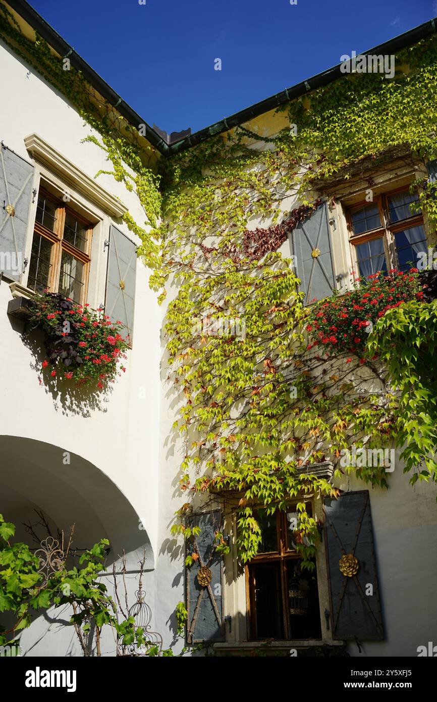 Cosy old house covered in creeping plants photographed on a sunny ...