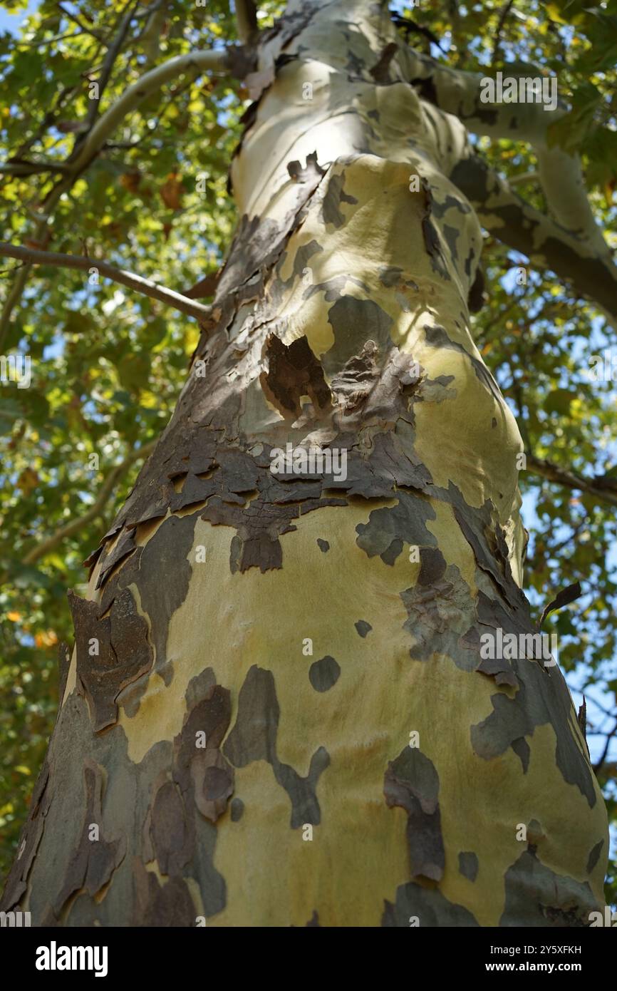 Large leaf highlights hi-res stock photography and images - Alamy