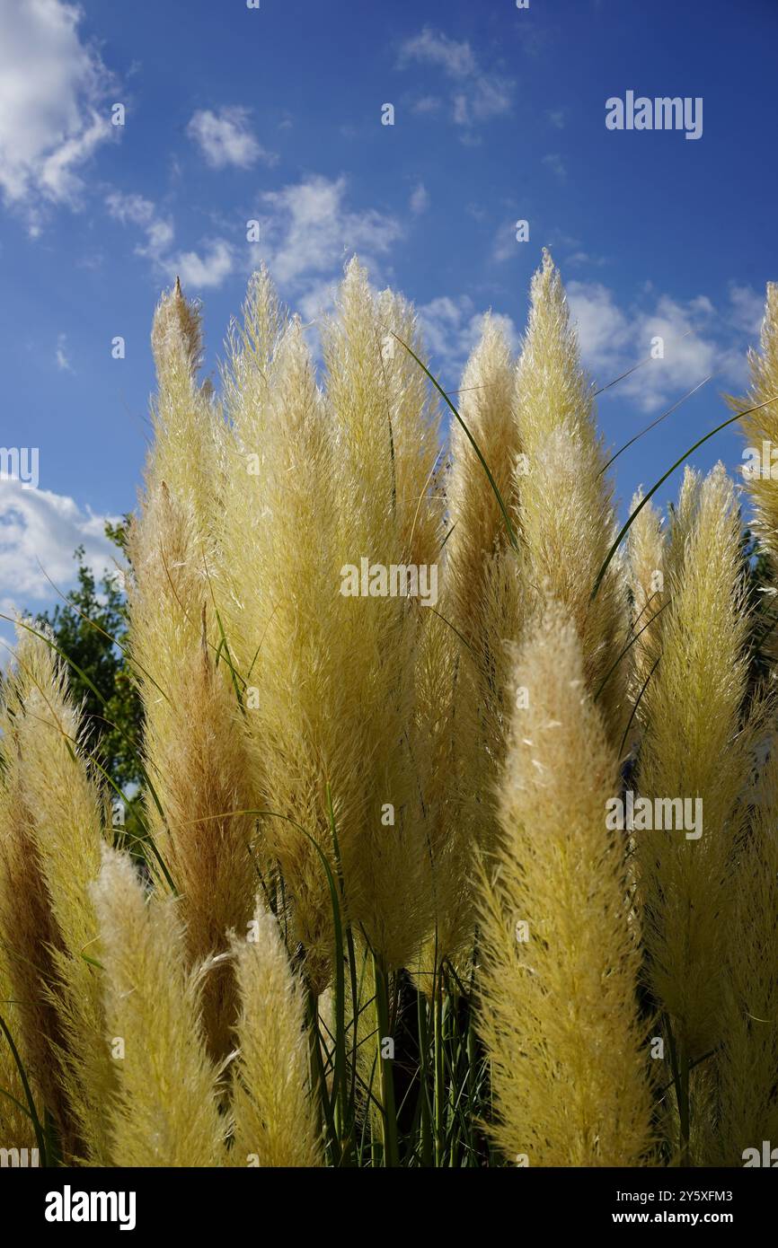 Reed flower against blue hi-res stock photography and images - Alamy