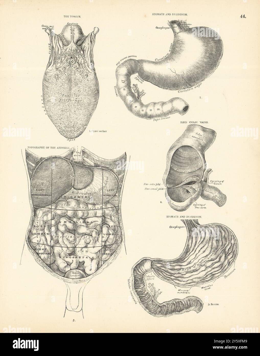 Stomach and duodenum hi-res stock photography and images - Alamy