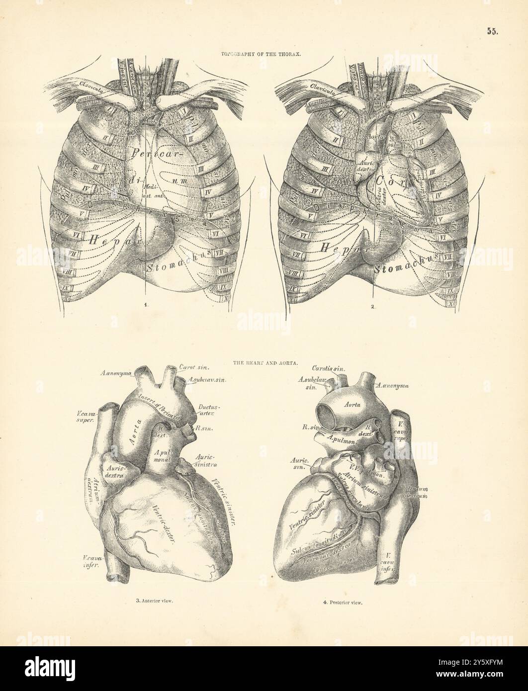 Anatomy. Thorax Topography, Heart, Aorta 1880 old antique print picture ...