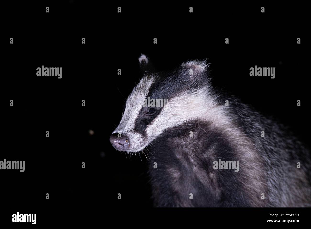 Night time Badger protrait Stock Photo - Alamy
