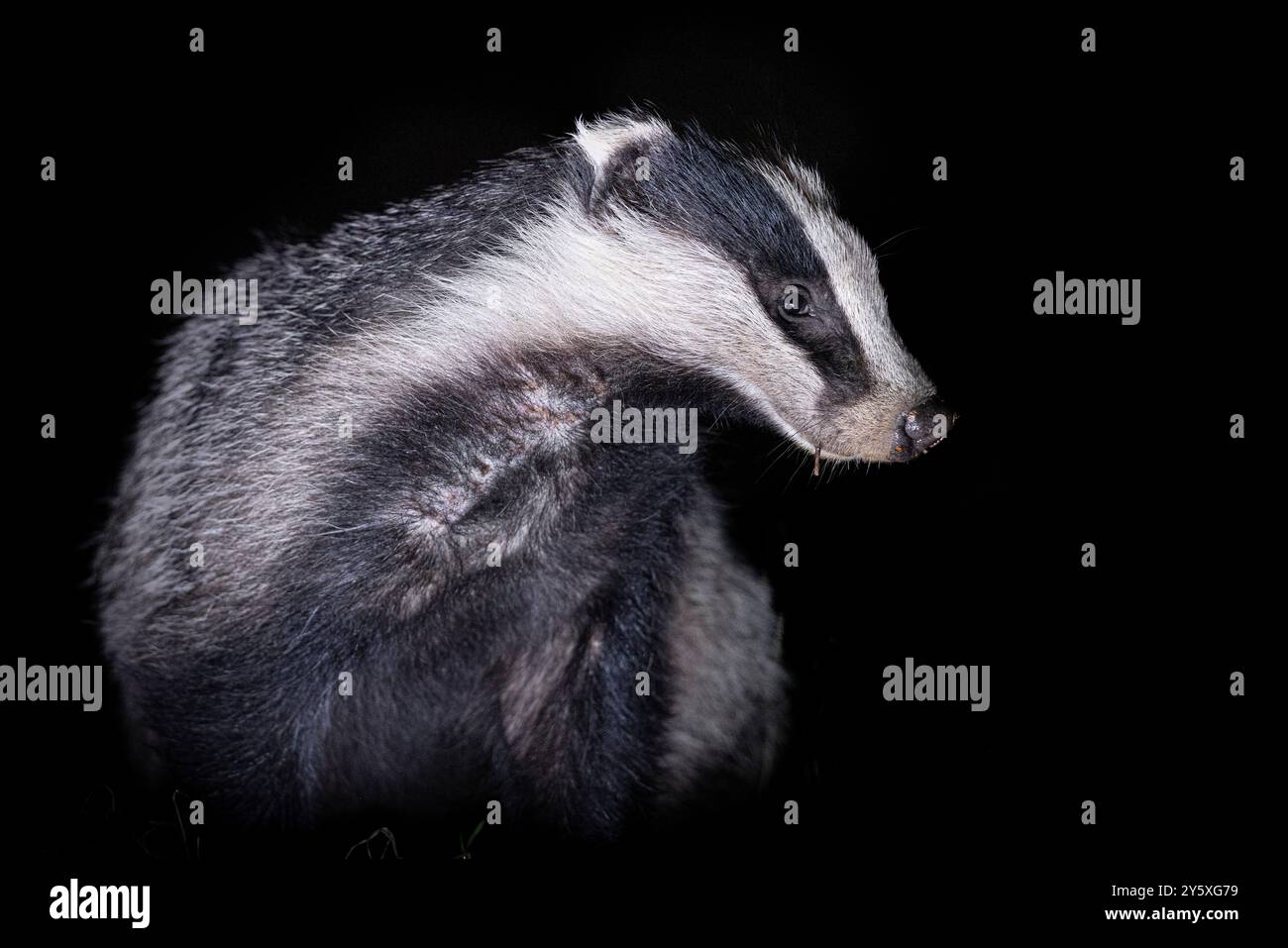 Badger night hi-res stock photography and images - Alamy