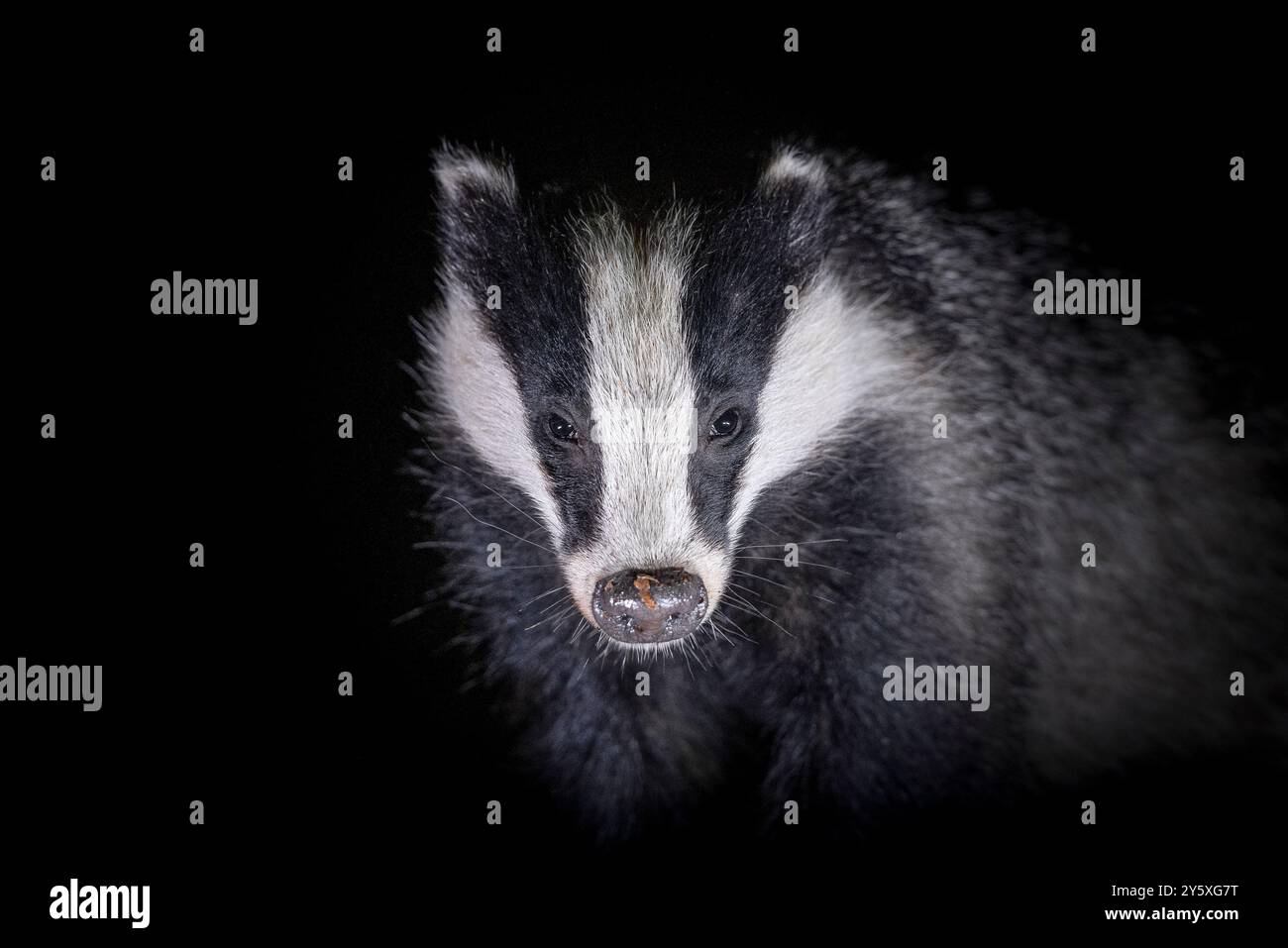 Night time Badger protrait Stock Photo - Alamy
